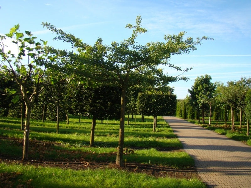 Producten – Tuinservice De Rups